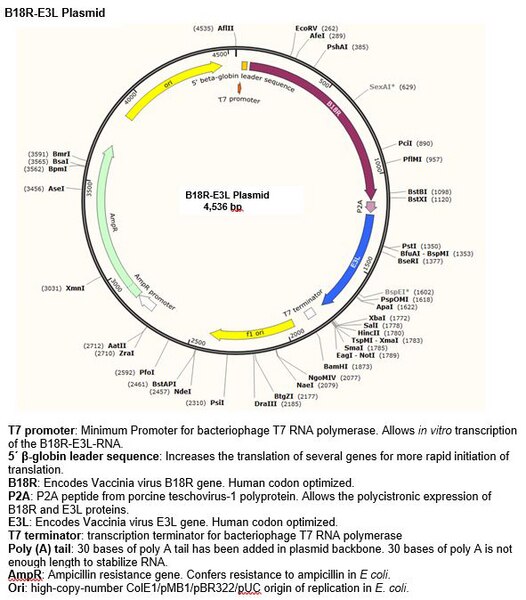 B18R-E3L Plasmid (human codon optimized for B18R and E3L) | SCR727